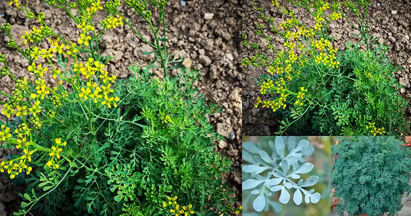 Ruda: La enigmática hierba al descubierto - Desvelando sus secretos y ...